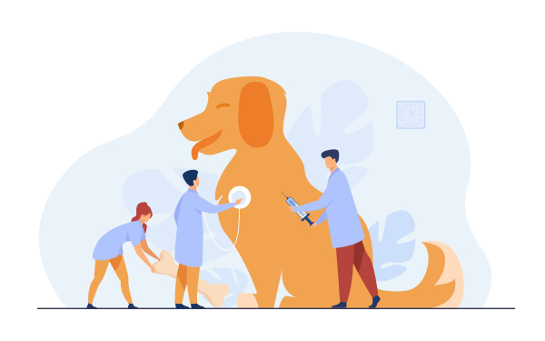 Assurance chat sans délais de carence - Top 3 Assureurs 2025